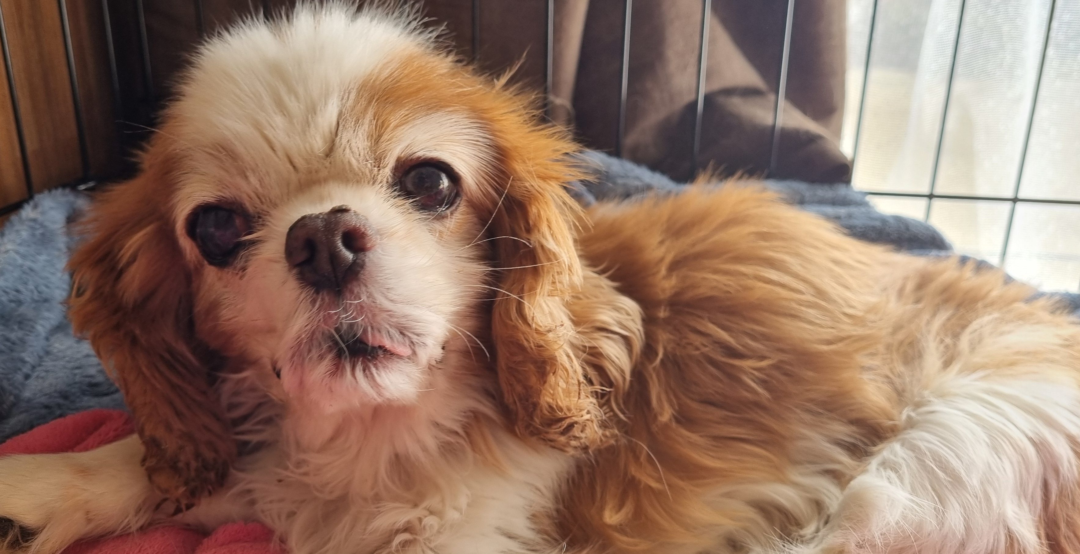 Cavalier Rescue – Rehoming Cavaliers with Dignity, Love and Respect